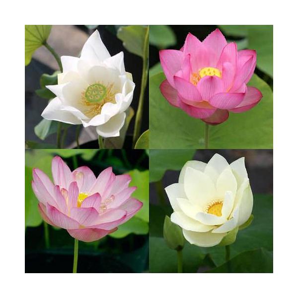 ビオトープ　ガーデニング　水辺植物　ハス　all_plants　発芽待ちハス　_hasuiren　植物　植物生体　ガーデニング生体　育て方　育成方法　栽培方法　opa2_delete　y22m01　ハス　蓮　蓮根　蓮根　レンコン　れんこん　...