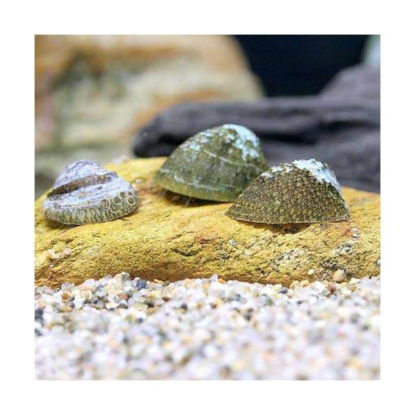 _aqua　熱帯魚・エビ他　貝　石巻・サザエ・フネアマ　フネアマガイ　フネアマ貝　３匹　食べさせる　船蜑貝　淡水アワビ　タートルスネール　20120125　YI　fs13cd_three　upgradeebi141029　tankkeepe...