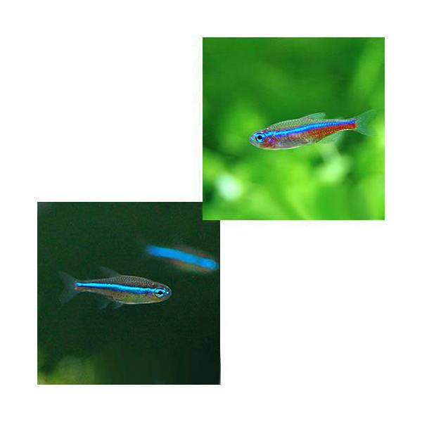 sfset　_aqua　熱帯魚・エビ他　カラシン　テトラ等　南米産　小型種　カージナル・ネオン系　グリーンネオン　５０匹　Ｐａｒａｃｈｅｉｒｏｄｏｎ　ｓｉｍｕｌａｎｓ　ロングラインネオン　20120704　HTK　kaijyo　MS0104...