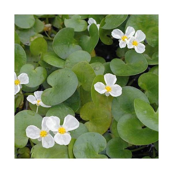 _aqua　金魚・メダカ　ビオトープ　水辺植物　水生植物　浮葉植物　ガーデニング　その他水辺植物　all_plants　_gardening　xlba6r_tckgmgdr　植物　植物生体　ガーデニング生体　育て方　育成方法　栽培方法　op...