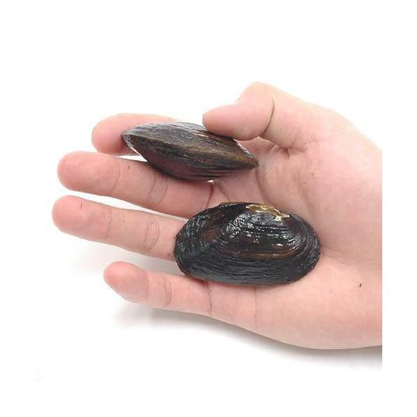 熱帯魚・エビ他　貝二枚貝　マツカサ貝　６匹　日本産淡水魚　Ｉｎｖｅｒｓｉｄｅｎｓ　ｊａｐａｎｅｎｓｉｓ　akisanrantanago　ビオトープ　水質浄化　アオコ対策　タナゴ　松毬貝　20130121　MS　soujiweek2013　b...