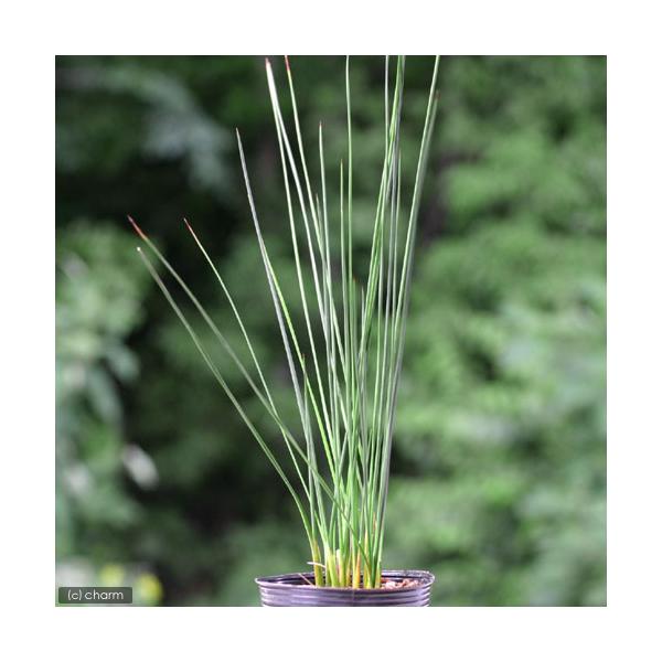 _gardening　_aqua　ビオトープ　ウォーターガーデン　水辺植物　水生植物　オーナメンタルグラス　線形状　ガーデニング　その他水辺植物　all_plants　育て方　育成方法　栽培方法　湿生植物　opa2_delete　y22m0...
