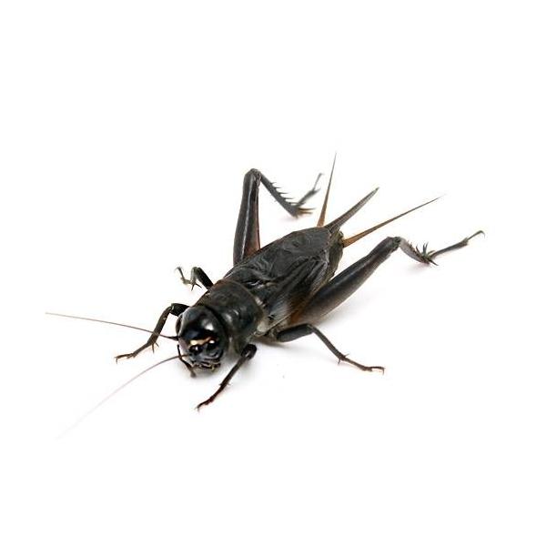 PF_SPQ　_insect　insect_database　昆虫　販売　飼育　エンマコオロギ　コオロギ　Teleogryllus　emma　閻魔蟋蟀　鳴き虫　直翅目　バッタ　鳴く虫　20130923　ＭＳ　restock　kongetsu...