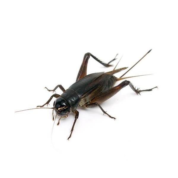 PF_SPQ　_insect　insect_database　昆虫　販売　飼育　エンマコオロギ　コオロギ　Teleogryllus　emma　閻魔蟋蟀　鳴き虫　直翅目　バッタ　鳴く虫　20130923　ＭＳ　restock　kongetsu...