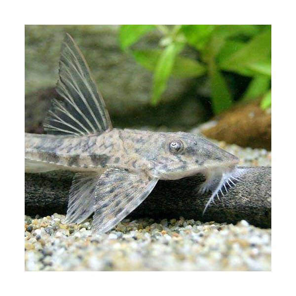 PF_SPQ　_aqua　sfset　fish_database　熱帯魚・エビ他　オトシン・ロリカリア　ロリカリアの仲間　マスクド・ロリカリア　1匹　Loricaria　simillima　トライアングルロリカリア　ロリカリアシミリマ　20...