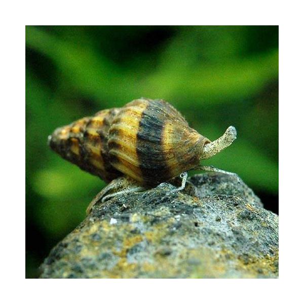 熱帯魚・エビ他　貝　種類で選ぶ　その他　キラー・スネール　１０匹　snails_eater　Ｃｌｅａ　Ａｎｅｎｔｏｍｅ　ｈｅｌｅｎａ　アサシンスネール　淡水エゾバイ　淡水シマエゾバイガイ　スネールキラースネール　MS0105　2016102...