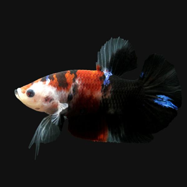PF_SPQ　熱帯魚・エビ他　ベタ・グラミー・アナバス　改良ベタ　ベタ・プラガット　鯉ベタ　１匹　Ｂｅｔｔａ　ｓｐｌｅｎｄｅｎｓ　ｖａｒ．　ベタ・グラミー　selectショーベタ　select-betta　cichlid_beta　begi...