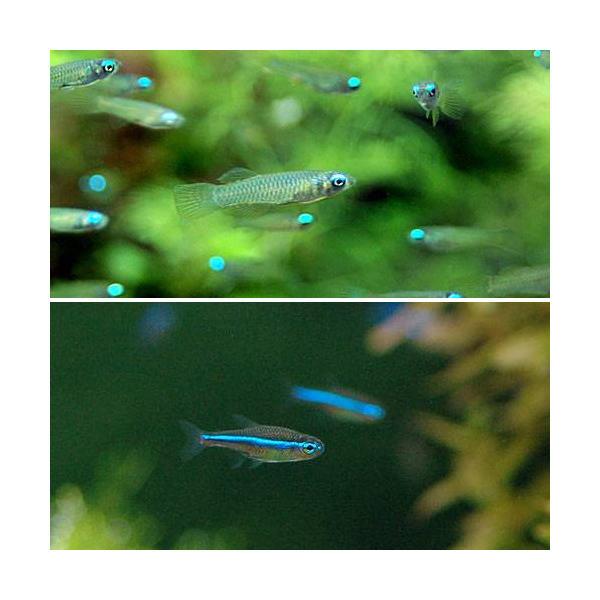 熱帯魚・エビ他　アフリカン・ランプアイ　Ｓサイズ　Ｍサイズ　１０匹　２０匹　メダカの仲間　ビギナーにオススメ　cool　ノルマニー　beginerfish_ranpu　カラシン　テトラ等　南米産　小型種　カージナル・ネオン系　グリーン・ネオ...