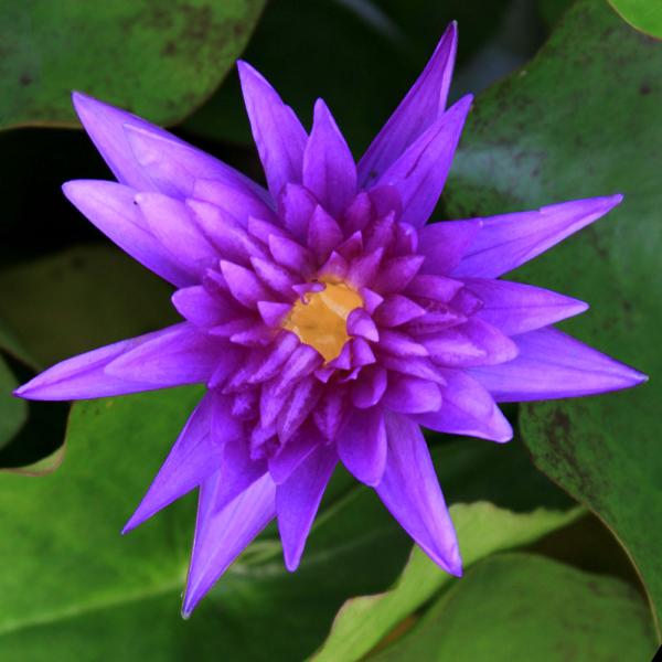_gardening　スイレン　睡蓮　栽培　育て方　ガーデニング　水辺植物　ブルー　all_plants　nettaipoint　熱帯性2012　熱帯性２４年度　熱帯性睡蓮シリーズ　KING　OF　SIAM　育成方法　栽培方法　RM　opa...