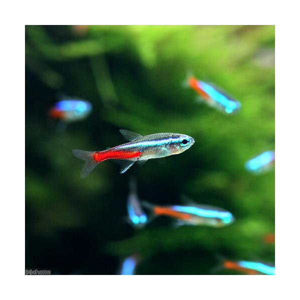 reveiwcoupon2604rk　PF_SPQ　_aqua　熱帯魚・エビ他　カラシン　テトラ等　南米産　小型種　カージナル・ネオン系　ネオンテトラ　１０匹　fish_database　ビギナーにオススメ　seitaitop3　Ｐａｒａｃ...