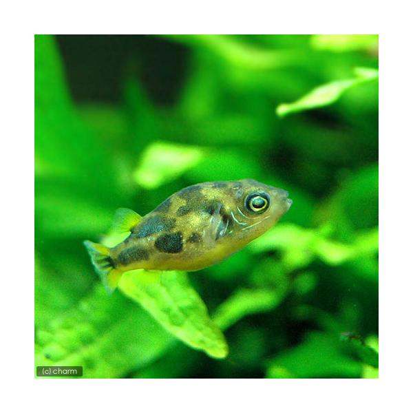 PF_SPQ　_aqua　熱帯魚・エビ他　フグ・パファーの仲間　アベニー・パファー　アベニールフグ　２匹　fish_database　huguu0808　フグの仲間　淡水フグ　wekosk708　マーブルアベニーパファー　Ｃａｒｉｎｏｔｅｔ...