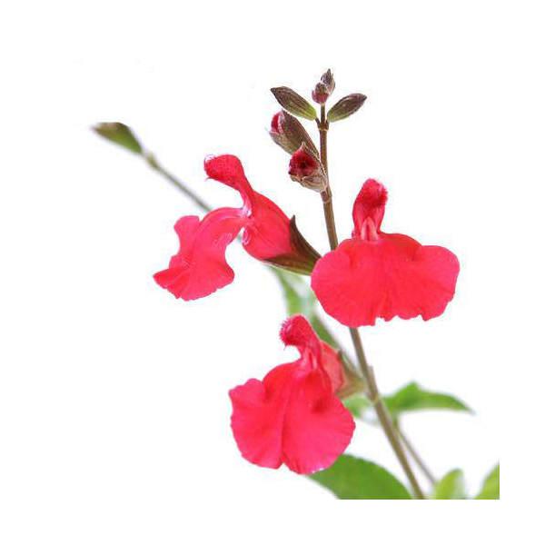 観葉植物　_gardening　ガーデニング　ハーブ　苗　チェリーセージ　サルビア　セージ　20111209　ＴＳ　育て方　育成方法　栽培方法　opa2_delete　herb2022　y11m12　butterflygarden_sage...