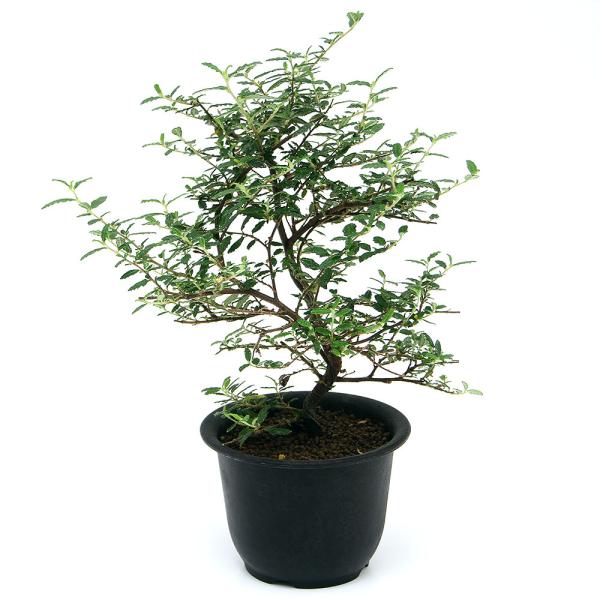 _gardening　ガーデニング　花　苗　天皇梅　テンノウバイ　テンノウメ　テンノウウメ　20120221　TS　育て方　育成方法　栽培方法　kaijyo　opa2_delete　toukihassouhuka