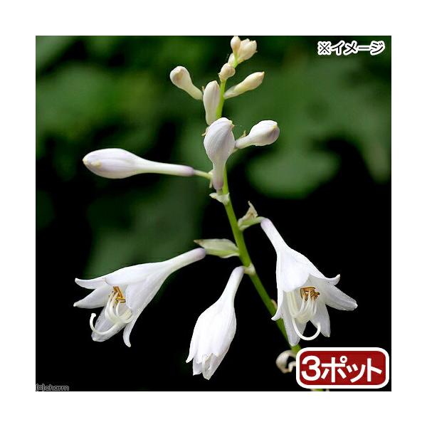 _gardening　ビオトープ　ウォーターガーデン　水辺植物　水生植物　オーナメンタルグラス　線形状　ガーデニング　山菜　ウルイ　all_plants　Ｈｏｓｔａ　ｓｉｅｂｏｌｄｉａｎａ　e130715　sannyasou_2014　植物...