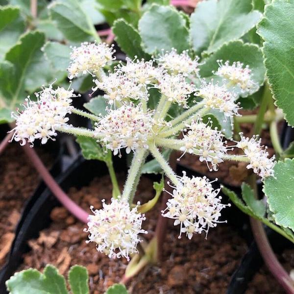 _gardening　ガーデニング　山野草　宿根野菜　健康山菜　山菜　山菜シリーズ　20150526　NT　na_eTK06　植物　植物生体　ガーデニング生体　育て方　育成方法　栽培方法　opa2_delete　pointyh50504se...