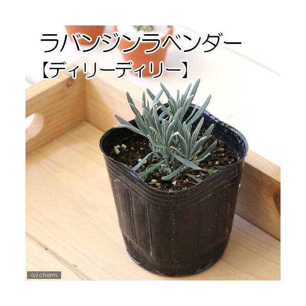 _gardening　観葉植物　ガーデニング　ハーブ　苗　herbpot_series　ラバンジン　デイリーデイリー　ディリーディリー　アロマ　ラベンダー　20120209　TS　育て方　育成方法　栽培方法　kaijyo　opa2_dele...