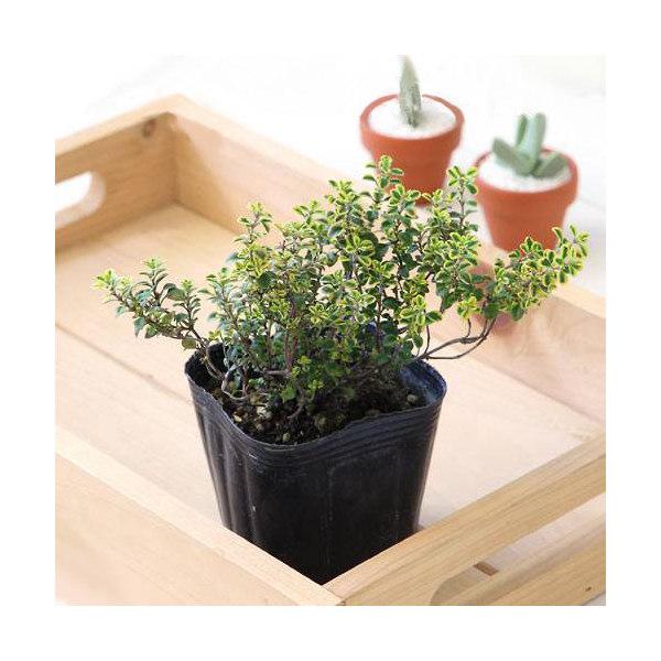 _gardening　ガーデニング　ハーブ　苗　herbpot_series　タイム　ゴールデンレモン　アロマ　20120209　TS　猫用品　犬用品　サプリメント　育て方　育成方法　栽培方法　観葉植物　opa2_delete　herb20...