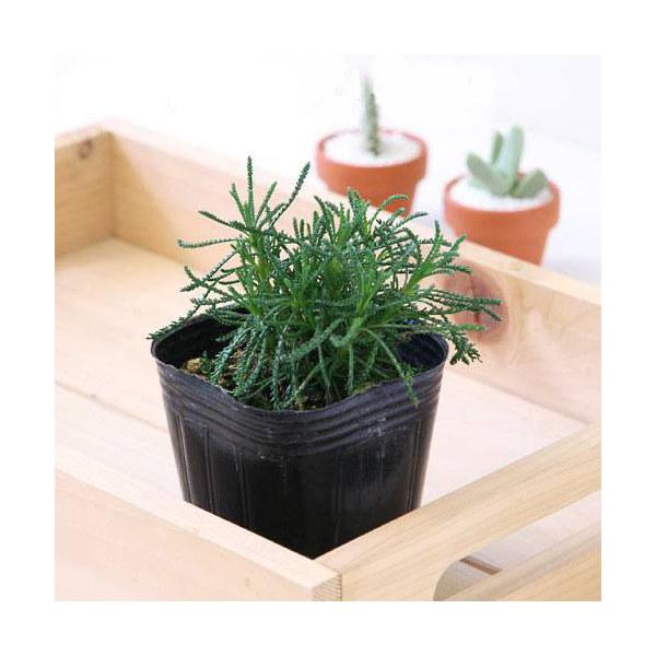 _gardening　ガーデニング　ハーブ　苗　herbpot_series　サントリナ　コットンラベンダー　アロマ　20120209　TS　育て方　育成方法　栽培方法　観葉植物　opa2_delete　ラベンダーコットン　ワタスギギク属　...
