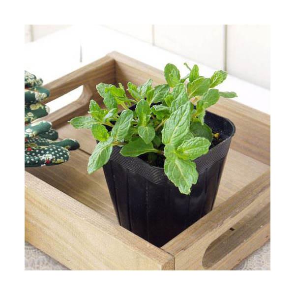 _gardening　ガーデニング　ハーブ　苗　herbpot_series　アロマ　ミント　スペアミント　20120328　ＴＳ_mintgdn　育て方　育成方法　栽培方法　観葉植物　opa2_delete　herb2022　kaijo　...