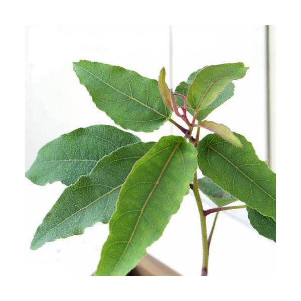 _gardening　ガーデニング　ハーブ　苗　herbpot_series　アロマ　レモンユーカリ　ユーカリレモン　レモン　ユーカリ　20120321　ＴＳ　育て方　育成方法　栽培方法　観葉植物　festenjanbpdXkajyuu　f...