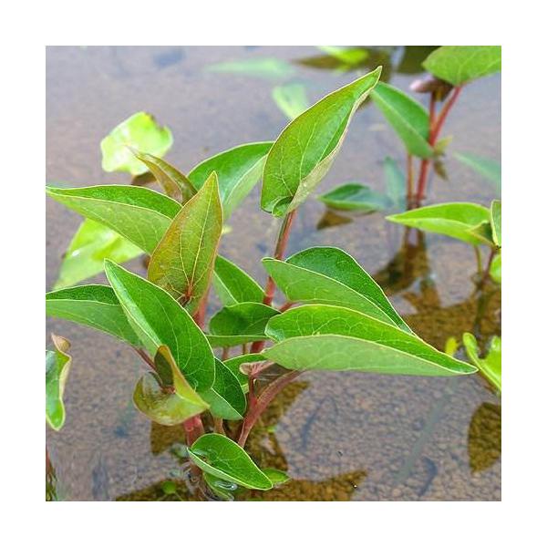 reveiwcoupon2604rk　_kame　_aqua　_hachu　_gardening　金魚・メダカ　水辺植物　水生植物　ハーブ　枝もの　有茎種　ガーデニング　水辺植物両爬向き植物　all_plants　20110401　bio_...