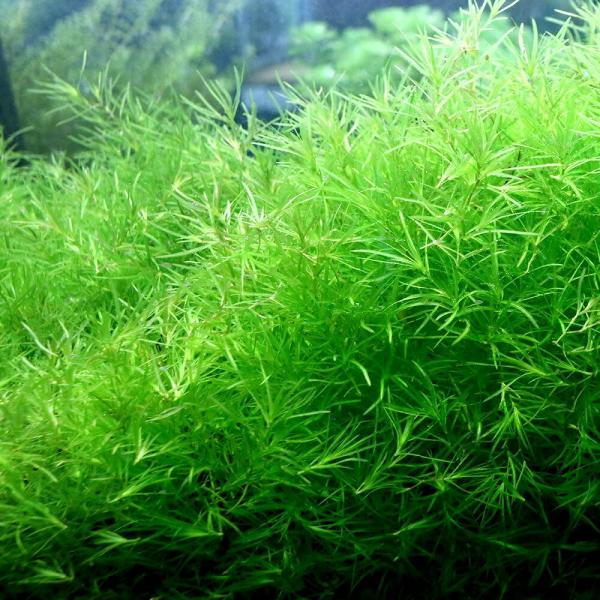PF_SPQ　熱帯魚　水草　後景草　透明感のある　wp_kywrd　_aqua　specialplants　festenmayapdXmzkusa　point5wplants　040kk　y22m01　NH