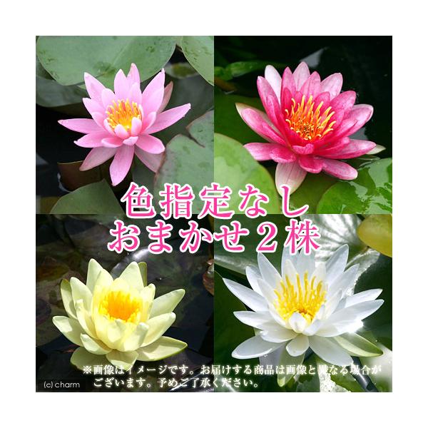 _aqua　_gardening　スイレン　睡蓮　栽培　育て方　ビオトープ　ヒメスイレン　スイレンまつり　ガーデニング　水辺植物　色指定なし　温帯性　all_plants　ontaiseisuiren　各色スイレン　ＨＭ　温帯性睡蓮シリーズ...