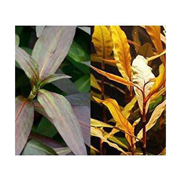 PF_SPQ　熱帯魚　_wp　_aqua　Polygonum　水草　後景草　赤い　all_plants　ポリゴナムsp.マナウスはこちら　水草赤い　水上葉_ポリゴナム　wp_kywrd　sknkn37　tckdjvkkkll　sp.from...