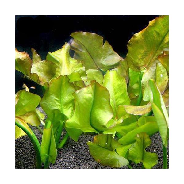 金魚・メダカ　_aqua　_gardening　ビオトープ　ガーデニング　水辺植物　その他水辺植物　all_plants　nittan_0208　植物　植物生体　ガーデニング生体　育て方　育成方法　栽培方法　浮葉植物　Ｎｕｐｈａｒ　ｊａｐｏ...