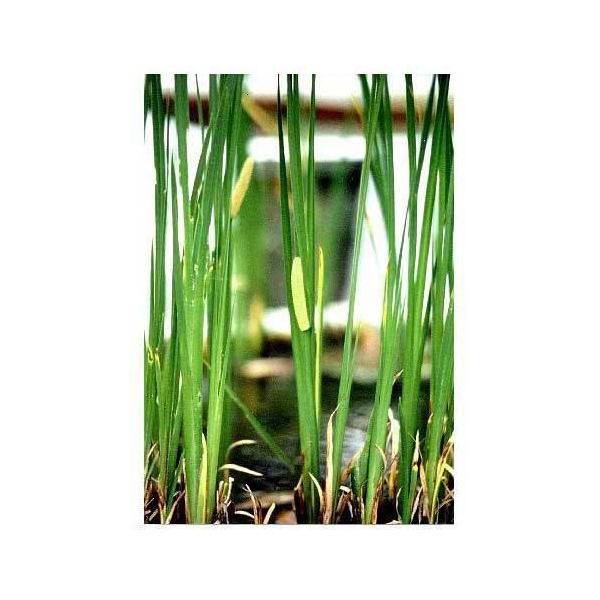 _aqua　金魚・メダカ　_gardening　ビオトープ　鉢　水辺植物　水生植物　ガーデニング　その他水辺植物　all_plants　biobonus1植物　植物生体　ガーデニング生体　(TK　メダカの冬眠　育て方　育成方法　栽培方法　湿...