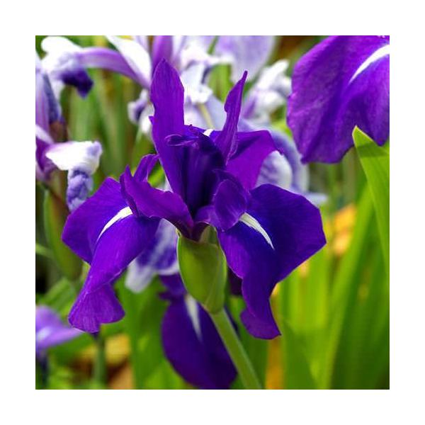 _aqua　_gardening　ビオトープ　水辺植物　水生植物　ayame　ガーデニング　その他水辺植物　all_plants　カキツバタ0319　植物　植物生体　ガーデニング生体　育て方　育成方法　栽培方法　039_list　kaijy...