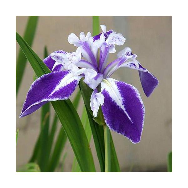 _gardening　ビオトープ　水辺植物　水生植物　ayame　ガーデニング　その他水辺植物　all_plants　カキツバタ　育て方　育成方法　栽培方法　アヤメ科　まいくじゃく　舞孔雀　Ｉｒｉｓ　ｌａｅｖｉｇａｔａ　iris_laevi...