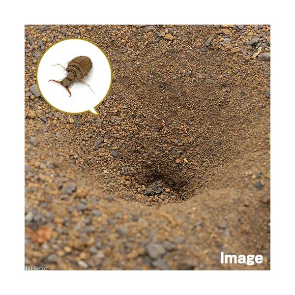 昆虫　その他昆虫　奇蟲　奇虫　アリジゴク　ウスバカゲロウ幼虫　蟻地獄　20140507　y14m05　MS　seitaieventzk202507