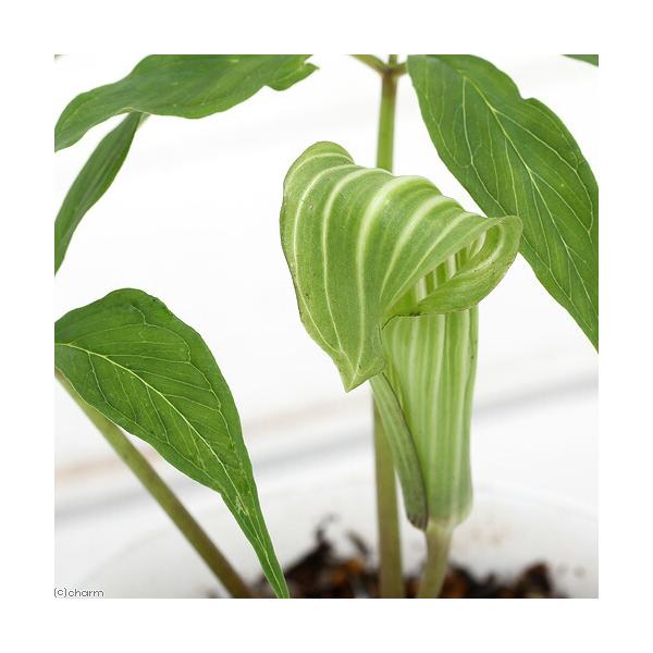 kotenplant　_gardening　ガーデニング　山野草　球根　植物　植物生体　ガーデニング生体　育て方　育成方法　栽培方法　盆栽　テンナンショウ　天南星　マムシソウ　マムシグサ　サトイモ科　Araceae　テンナンショウ属　アオマ...
