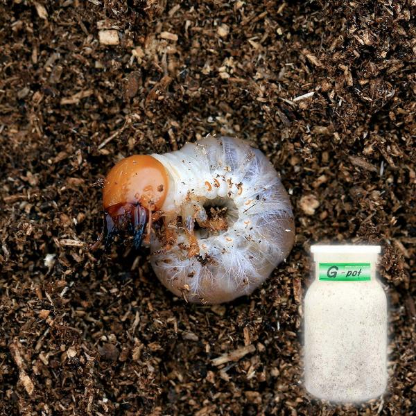 coolcomponent　昆虫用品　飼育用品　菌糸ビン　オリジナル飼育セット　菌糸ビン幼虫セット　▲国産オオクワガタ　ookuwa_kinshibin　startset_insect　startset_kuwagata　siiku-set...