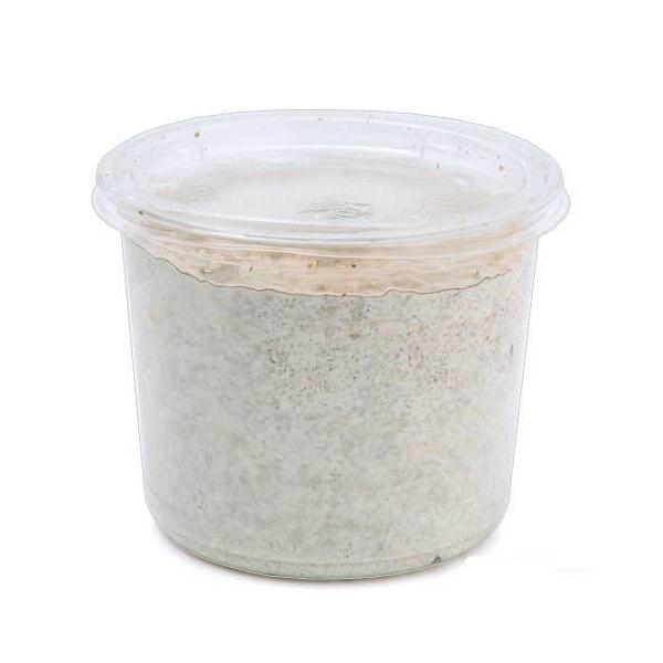 メーカー：(株)リーフ Leaf Corp coollogist　夏季クール対応　昆虫用品　kuwagatayotyuugood　xlcup　kawara　飼育用品　ＸＬシリーズ　カワラ材・カワラ菌糸ビン　カブト・クワガタ・用品　菌糸ビンＸ...