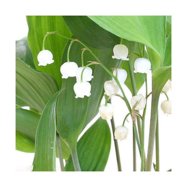 _gardening　ガーデニング　山野草　草花盆栽　スズラン　鈴蘭　君影草　Ｃｏｎｖａｌｌａｒｉａ　majalis　ｖａｒ．ｋｅｉｓｋｅｉ　20140526　ＭＳ　植物　植物生体　ガーデニング生体　日本スズラン　ニホンスズラン　キジカクシ...