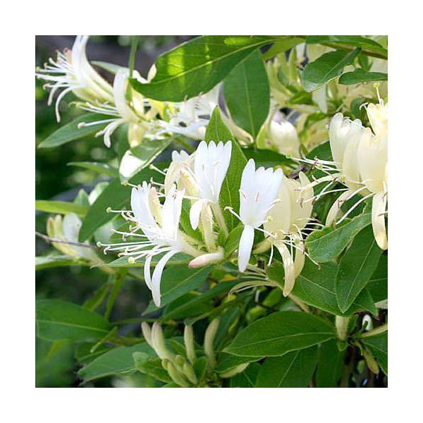 _gardening　ガーデニング　花　苗　植木シリーズ　吸い葛　忍冬　金銀花　ハニーサックル　Ｌａｎｉｃｅｒａ　ｊａｐｏｎｉｃａ　ロニセラ　ロニケラ　ツキヌキニンドウ　突抜忍冬　20141020　NT　vD9WBy2_bitp　v9Wy_...