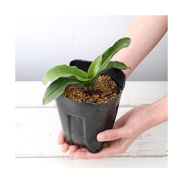 kotenplant　_gardening　ガーデニング　山野草　万年青　Ｒｏｈｄｅａ　ｊａｐｏｎｉｃａ　20140710　ＭＳ　rohdea_series　植物　植物生体　ガーデニング生体　育て方　育成方法　栽培方法　plant2017　...
