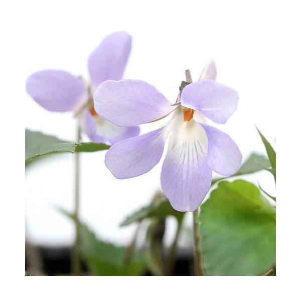_gardening　ガーデニング　山野草　立坪菫　Ｖｉｏｌａ　ｇｒｙｐｏｃｅｒａｓ　20140612　MS　greepla10bai1406　kaijyo　植物　植物生体　ガーデニング生体　snys_viola　育て方　育成方法　栽培方法...