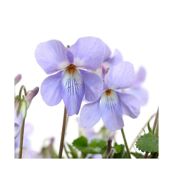 _gardening　ガーデニング　山野草　立坪菫　Ｖｉｏｌａ　ｇｒｙｐｏｃｅｒａｓ　ｆ．ｖａｒｉｅｇａｔａ　20140612　MS　greepla10bai1406　kaijyo　snys_viola　育て方　育成方法　栽培方法　bnr_...