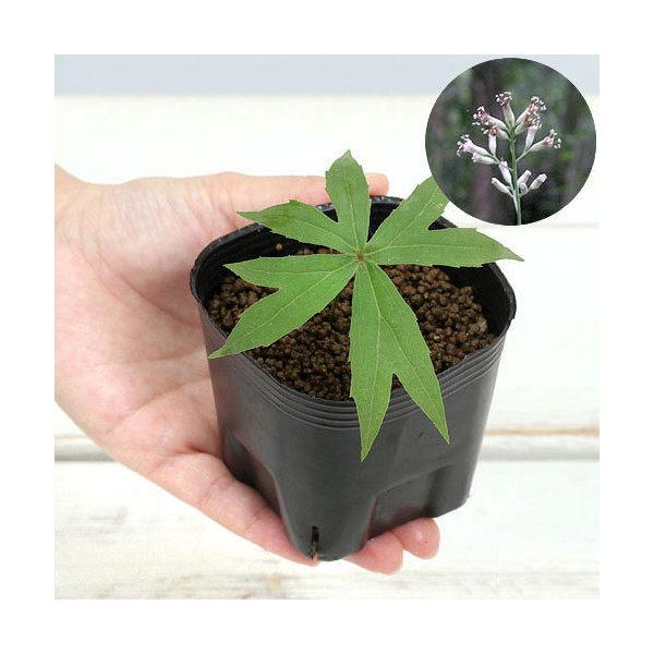 _gardening　ガーデニング　山野草　破れ傘　Ｓｙｎｅｉｌｅｓｉｓ　ｐａｌｍａｔａ　20140613　ＭＳ　植物　植物生体　ガーデニング生体　育て方　育成方法　栽培方法　ＹＭＹＭ　家庭菜園　山菜　やぶれがさ　キク科　ヤブレガサ属　シド...