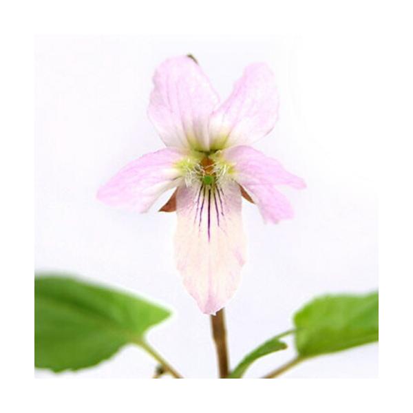 _gardening　ガーデニング　山野草　一ッ葉蝦夷菫　Ｖｉｏｌａ　eizanensis　ｖａｒ．ｓｉｍｐｌｉｃｉｆｏｌｉａ　エイザンスミレ変種　20140613　MS　greepla10bai1406　20150228　植物　植物生体　...