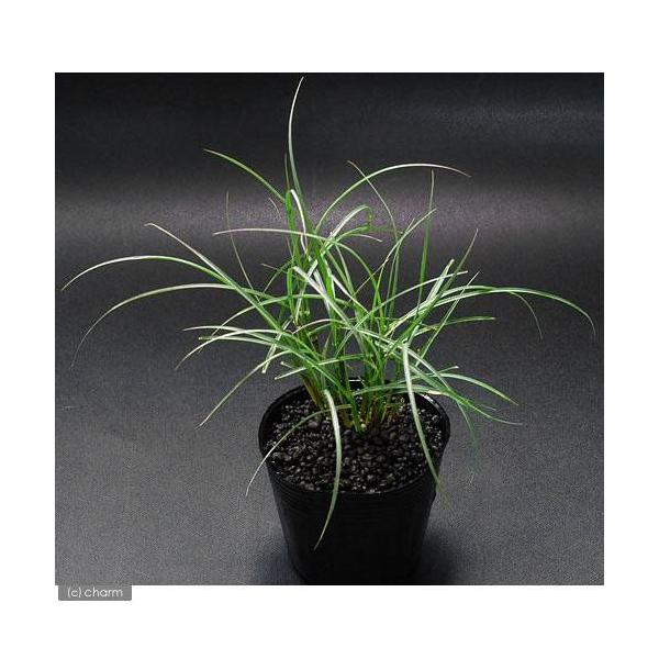 _gardening　ビオトープ　ウォーターガーデン　水辺植物　水生植物　オーナメンタルグラス　線形状　ガーデニング　その他水辺植物　all_plants　山野草　sanyasou140619　otsukimi_plants　育て方　育成方...
