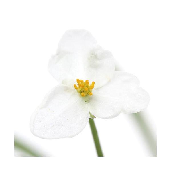 _gardening　ビオトープ　水辺植物　水生植物　オモダカ　Ａｌｉｓｍａｔａｃｅａｅ　ガーデニング　その他水辺植物　all_plants　山野草　ウリカワ　瓜皮　sanyasou140619　育て方　育成方法　栽培方法　p5mizbrk...