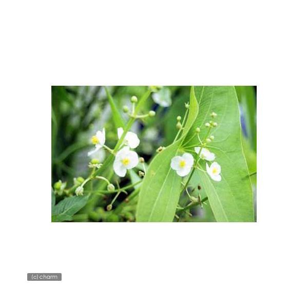 _gardening　ビオトープ　水辺植物　水生植物　オモダカ　Ａｌｉｓｍａｔａｃｅａｅ　ガーデニング　その他水辺植物　all_plants　ハナグワイ　サンカクグサ　イモグサ　オトゲナシ　沢瀉　澤瀉　面高　山野草　sanyasou1406...