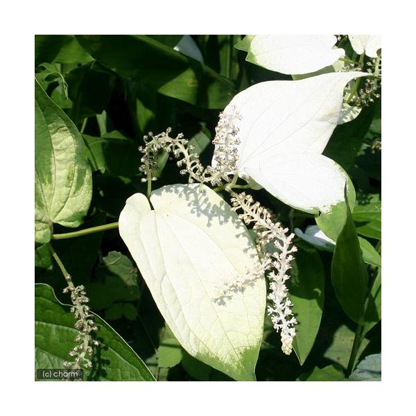 _gardening　水辺植物　水生植物　ハーブ　枝もの　有茎種　ガーデニング　カタシロソウ　片白草　サンパクソウ　半夏生　半化粧　その他水辺植物　all_plants　20110322　水辺0322　両爬向き植物　水辺植物2012　bio...