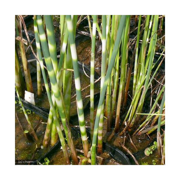_gardening　ビオトープ　ウォーターガーデン　水辺植物　水生植物　オーナメンタルグラス　線形状　シマフトイ　横縞太藺　ガーデニング　その他水辺植物　all_plants　20100424　20110331　水辺0331　水辺植物20...
