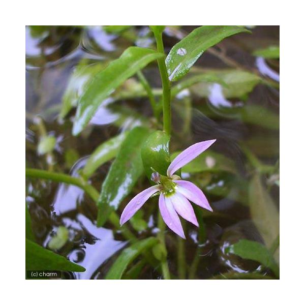 _gardening　水辺植物　水生植物　有茎種　枝もの　ガーデニング　キキョウ科ミゾカクシ属　Ｌｏｂｅｌｉａ　ｃｈｉｎｅｎｓｉｓ　溝隠し　アゼムシロ　畦筵　ロベリアシネンシス　その他水辺植物　all_plants　水辺0309　20110...