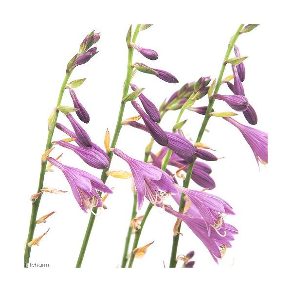 kotenplant　_gardening　ビオトープ　ガーデニング　水辺植物　その他水辺植物　all_plants　Ｈｏｓｔａ　ｓｉｅｂｏｌｄｉｉ　　コバギボウシ　小葉擬宝珠　20110331　水辺0331　水辺植物2012　山野草　sa...